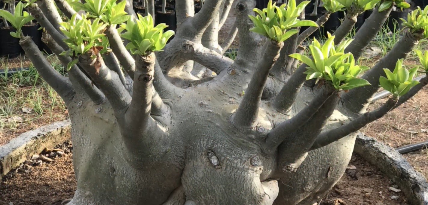 Adenium Arabicum Yemen: A Complete Guide to Cultivation and Care ...